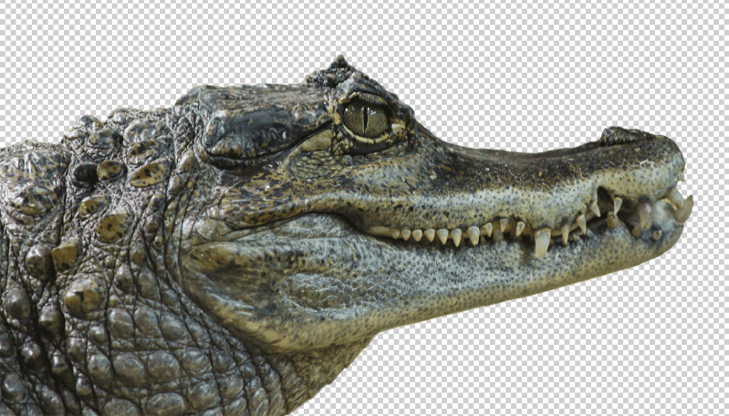Crocodile Caiman Head side view PNG - download free - pngzoom