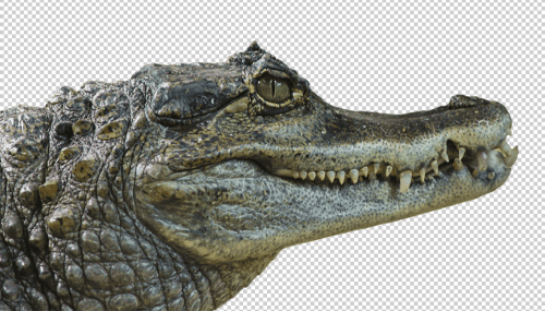 Crocodile Caiman Head side view PNG - download free - pngzoom