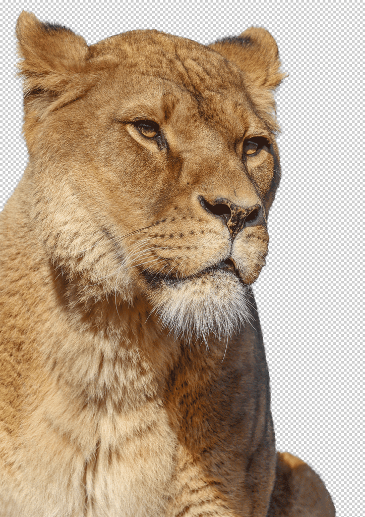 Female Lion Head PNG Transparent , high resolution - pngzoom