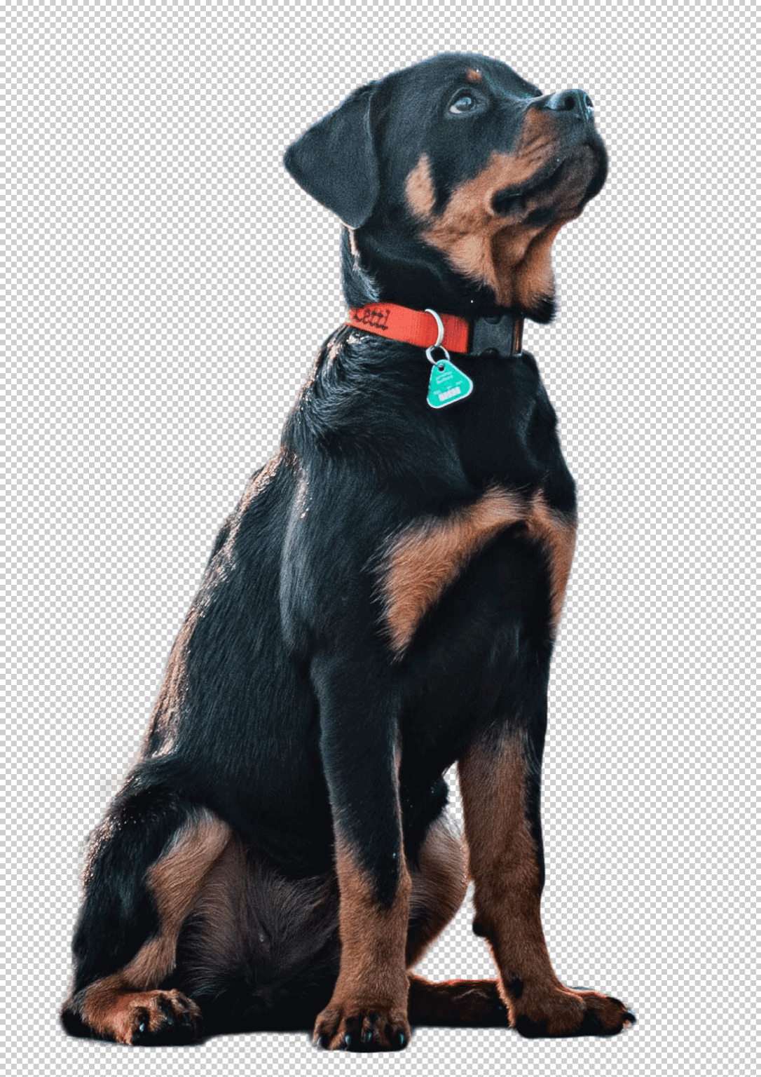 Rottweiler dog looking up PNG image, free download - pngzoom