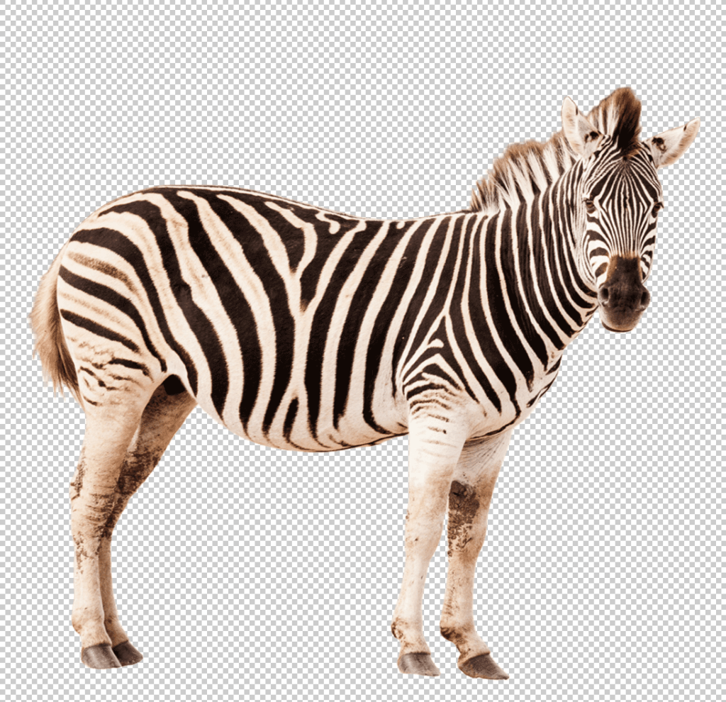 Zebra Side view PNG image for free download - pngzoom