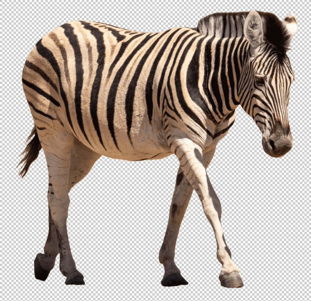 Zebra walking PNG Transparent image - High Quality - pngzoom