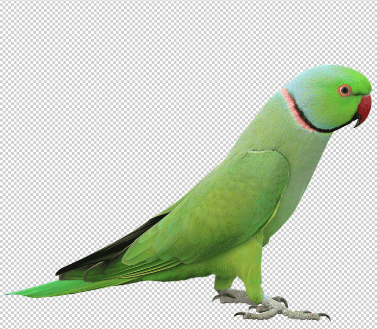 Ring-necked Parakeet PNG image, free download - pngzoom