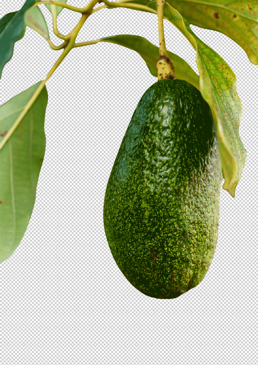 Avocado fruit and branch PNG photo, free download - pngzoom